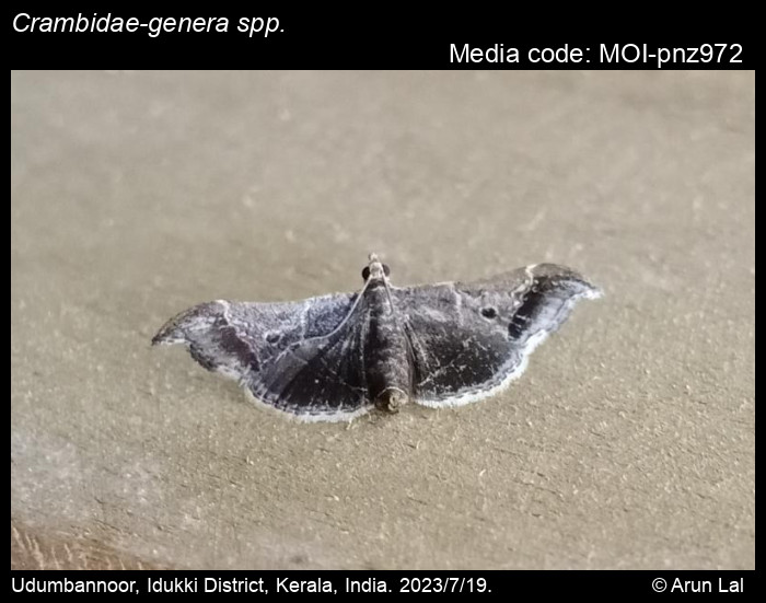 Crambidae-genera spp. | Moths